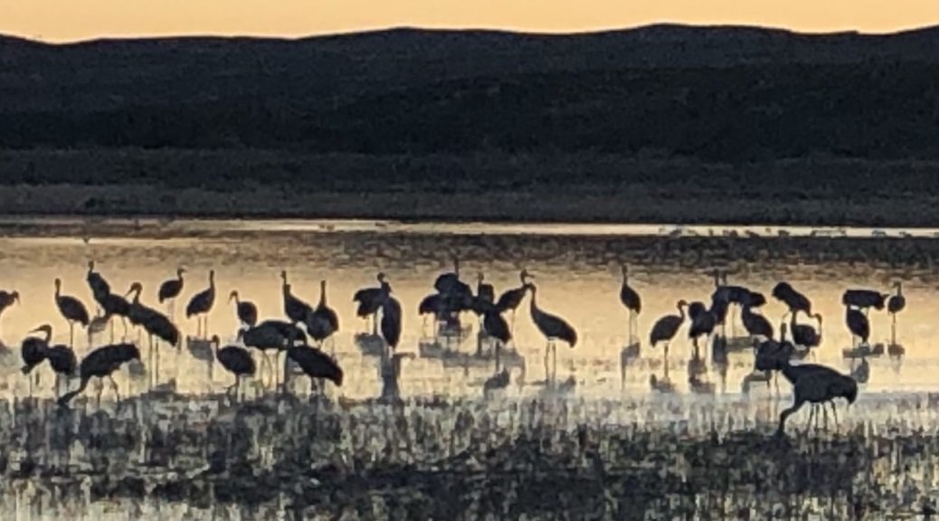 Basque Fact of the Week: Good Birds to You! | Buber's Basque Page